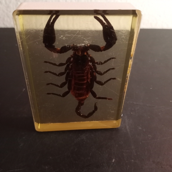 Handmade | Art | Emperor Scorpion 35 Lucite Plaque | Poshmark